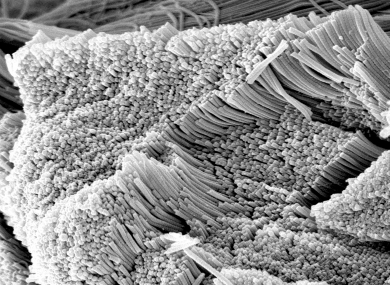 Technology Platforms - Regenity